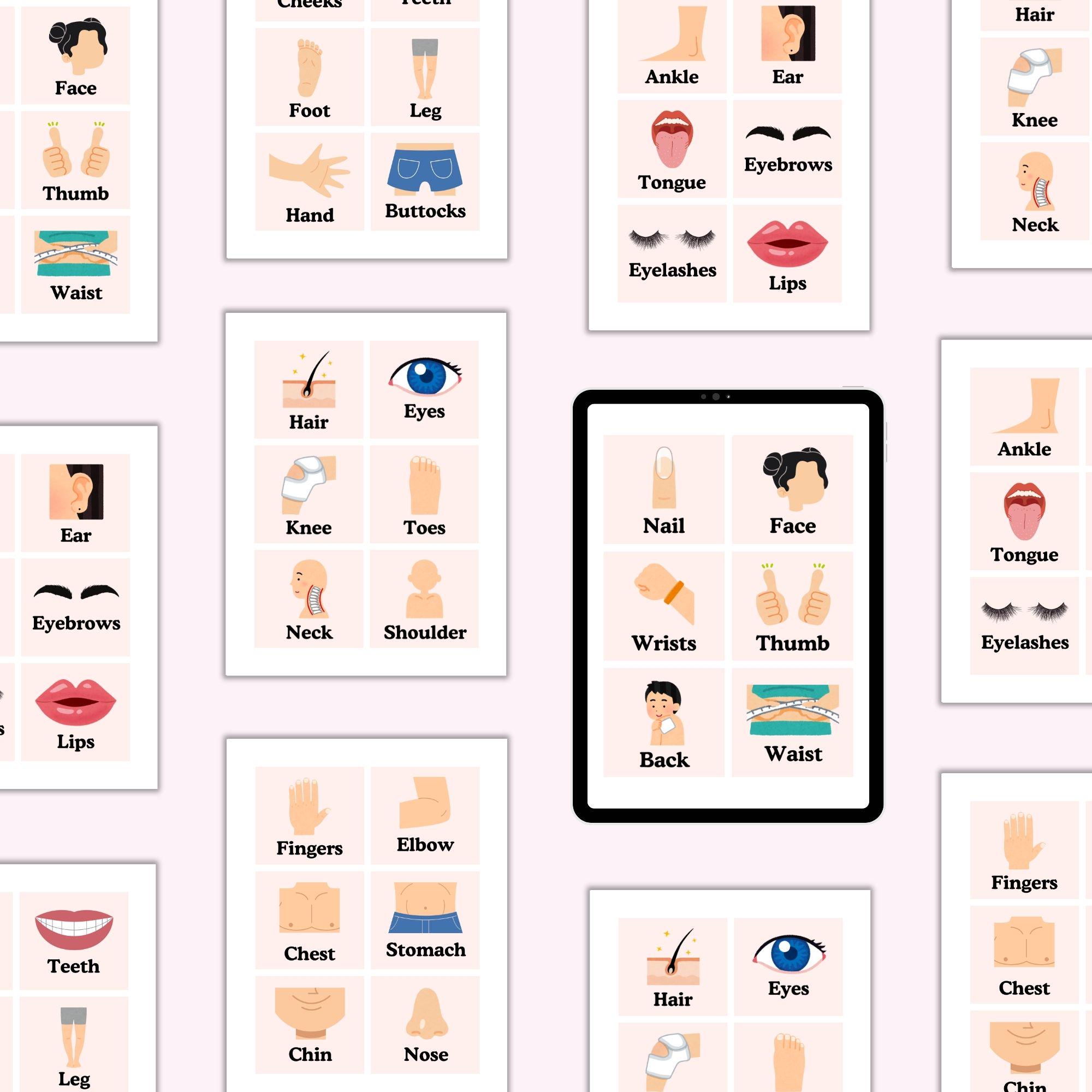 Body Parts, Human Anatomy, Human Body, Montessori Printable, Preschool ...