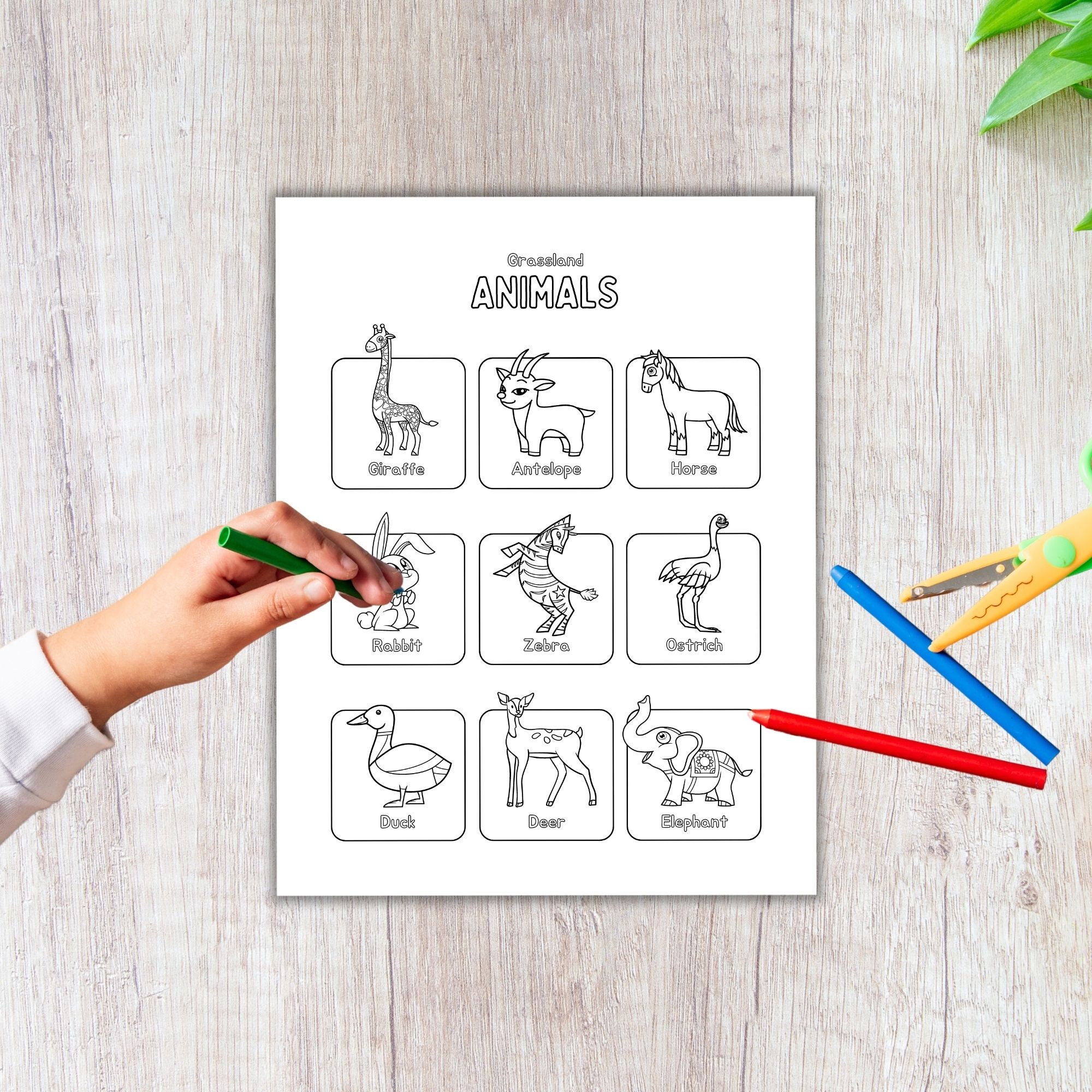 Grassland Animals, Coloring Pages, Animal Cards, Baby Coloring Book ...