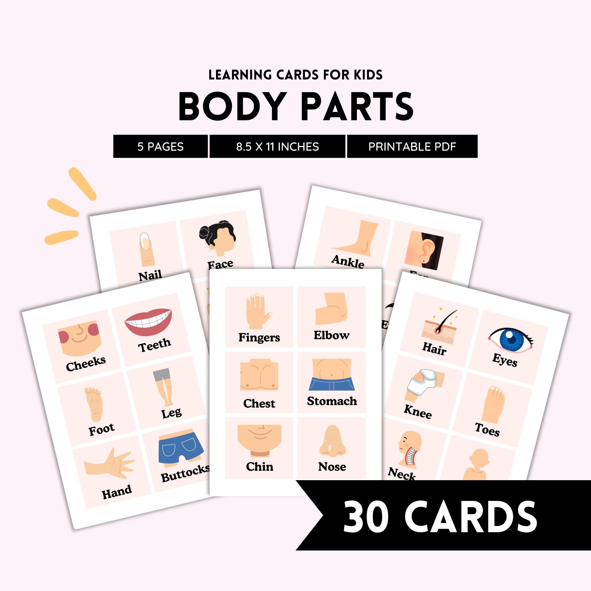 Body Parts, Human Anatomy, Human Body, Montessori Printable, Preschool ...