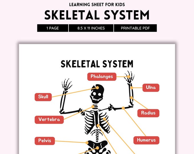 Skeletal System Puzzle, Human Anatomy Activity, Homeschool Curriculum ...