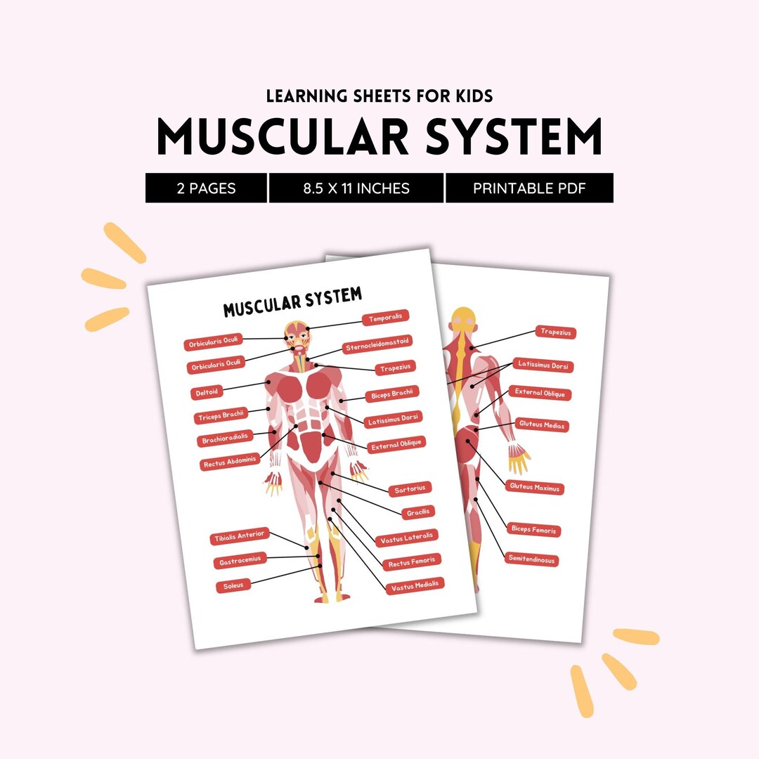 Muscular System, Human Anatomy, Anatomy Art, Anatomy Print, Human Body ...