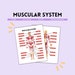 Muscular System, Human Body, Anatomy Physiology, Human Organs ...