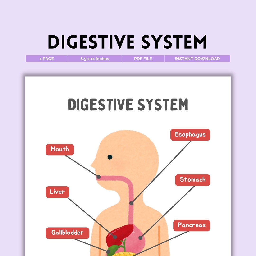 Digestive System, Homeschool Printable, Educational Poster, Printable ...