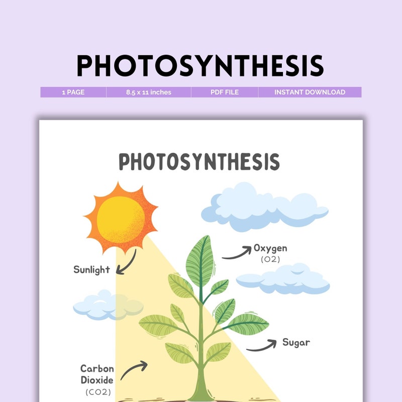 Photosynthesis Poster - Etsy