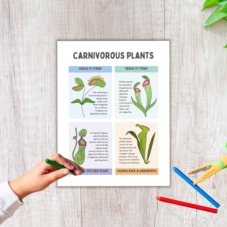 Carnivorous Plants, Plant Lover, Teacher Resources, Home School ...