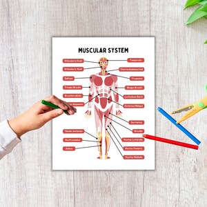 Muscular System, Human Body, Anatomy Physiology, Human Organs ...