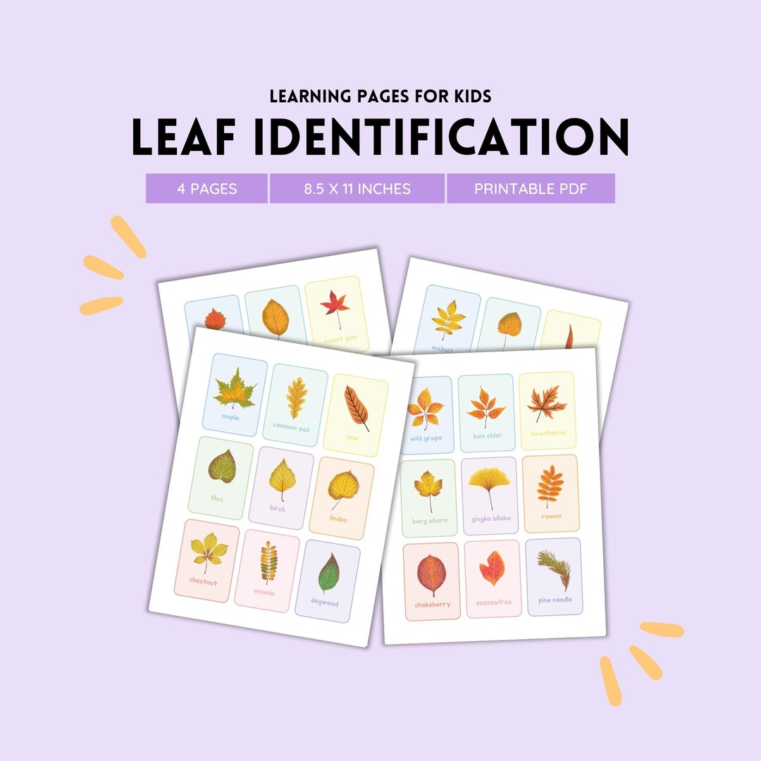 Leaf Identification, Tree Leaf Cards, Leaf Classification, Leaf Shape ...