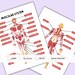 Muscular System, Human Body, Anatomy Physiology, Human Organs ...