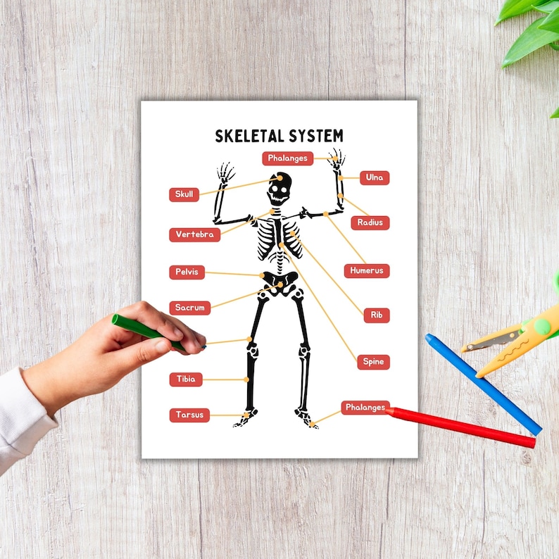 Skeletal System, Homeschool Printable, Educational Poster, Printable ...