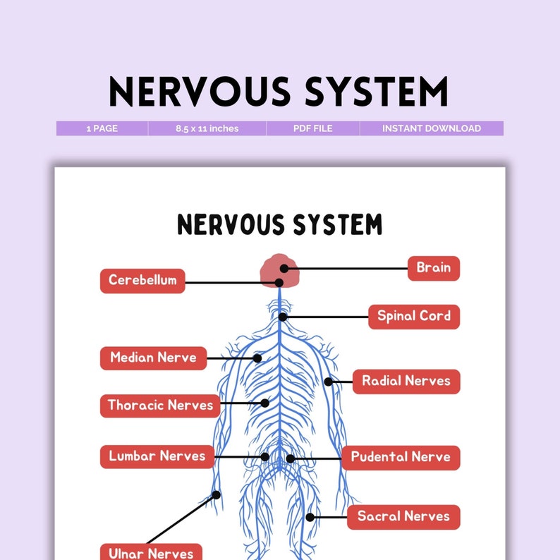 Nervous System, Homeschool Printable, Educational Poster, Printable ...