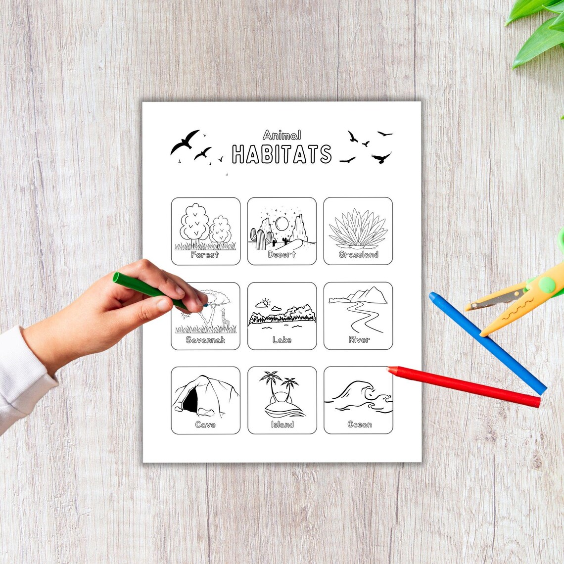 Animal Habitats, Animal Kingdom, Teacher Resources, Coloring Page, Home ...