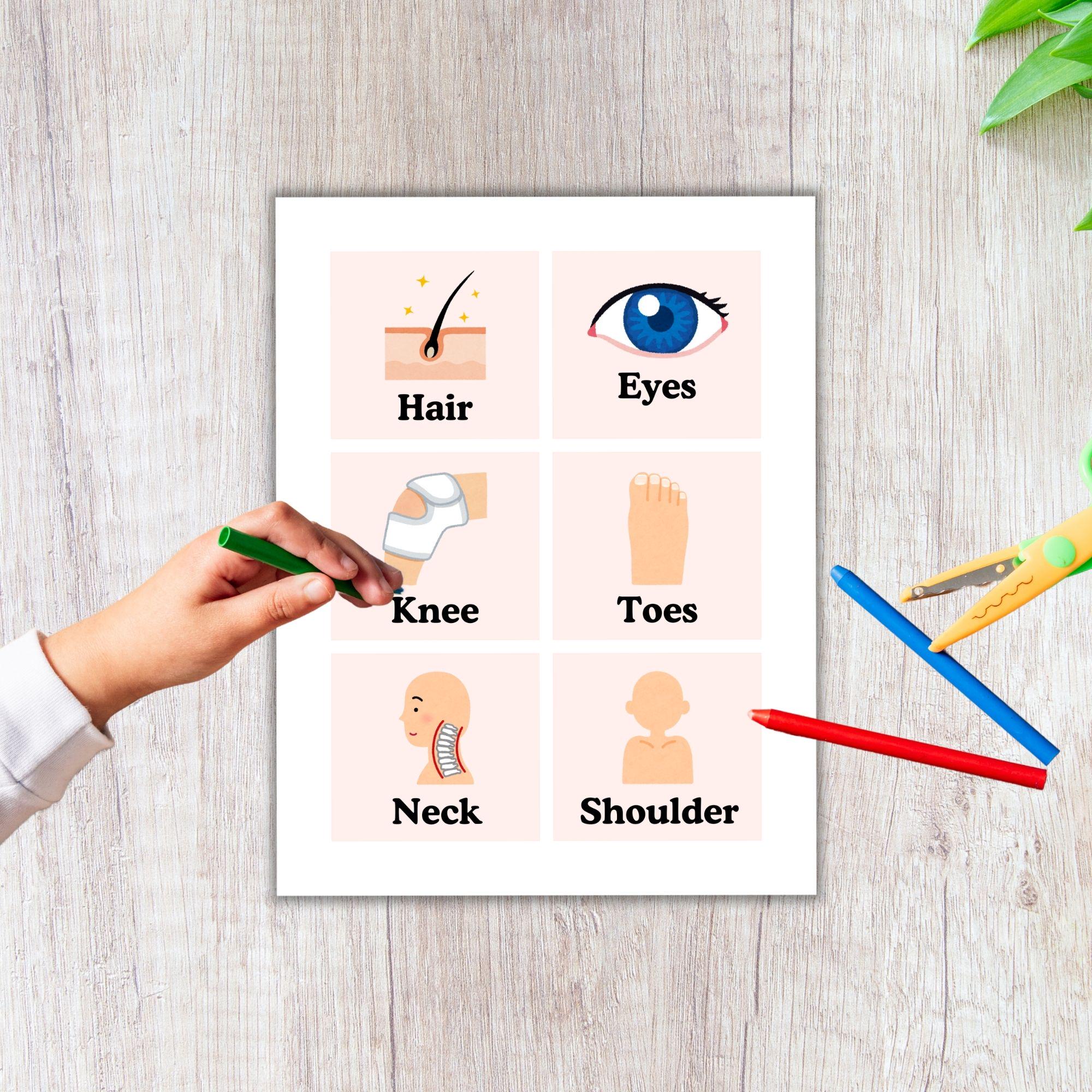 Body Parts, Human Anatomy, Human Body, Montessori Printable, Preschool ...