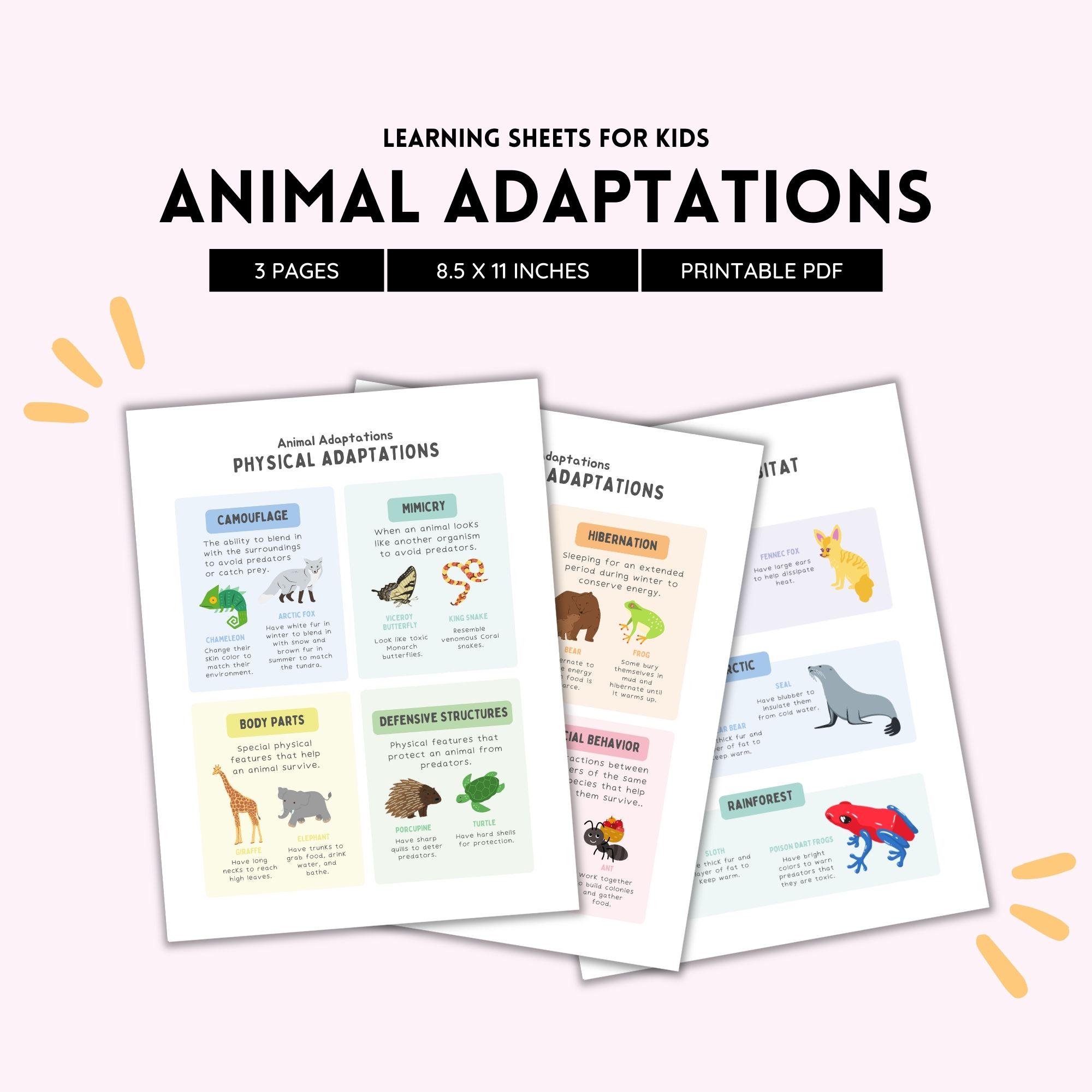 Animal Adaptations, Nature Study, Homeschool Science, Forest Animals ...