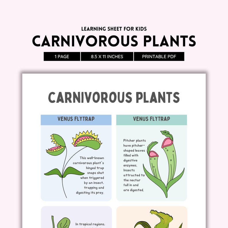 Carnivorous Plants, Venus Fly Trap, Pitcher Plant, Botanical Art ...
