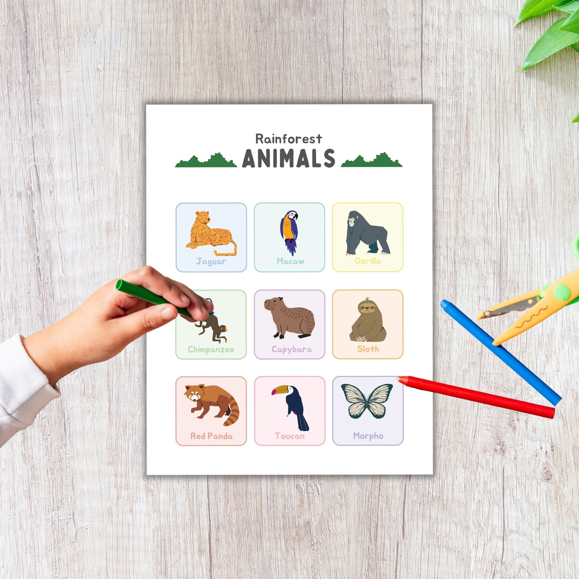 Rainforest Animals, Jungle Animals, Teacher Resources, Animal Art ...