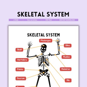 Skeletal System, Homeschool Printable, Educational Poster, Printable ...