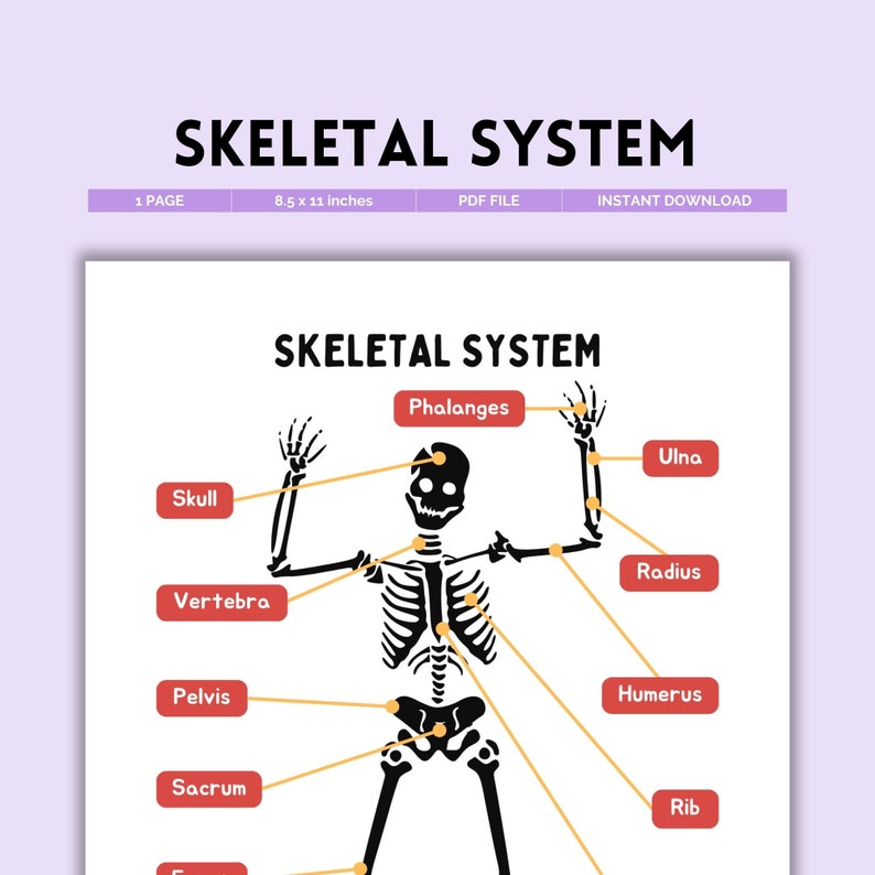 Skeletal System, Homeschool Printable, Educational Poster, Printable ...