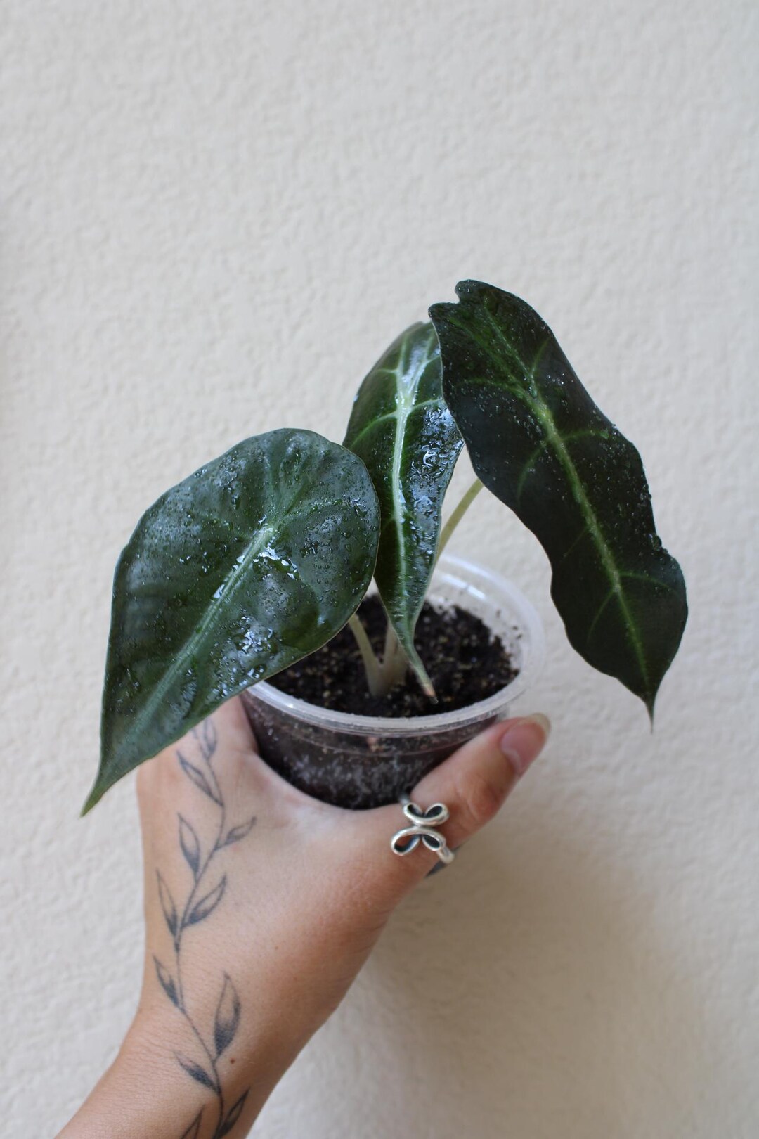 Polly Alocasia Starter Plant 3 Pot - Etsy