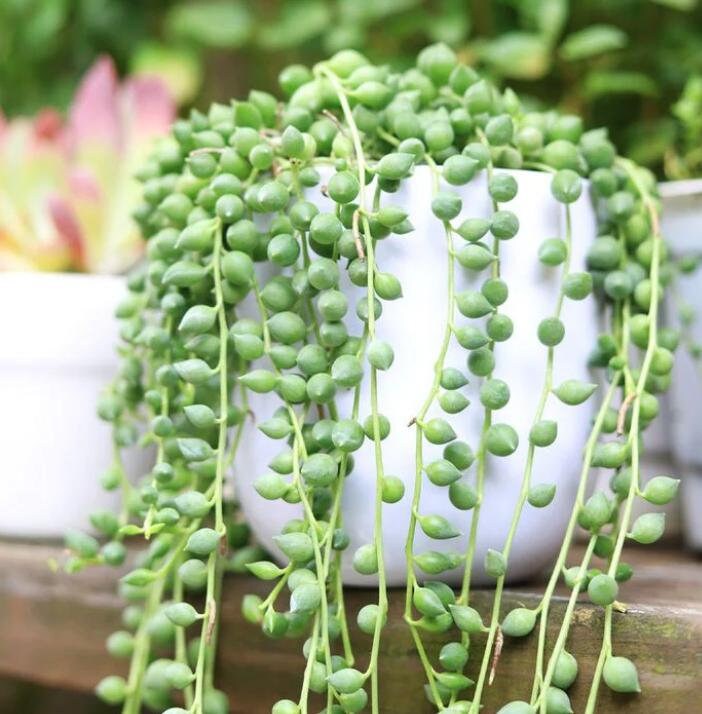 String of Tears Starter Plant 2 Pot - Etsy