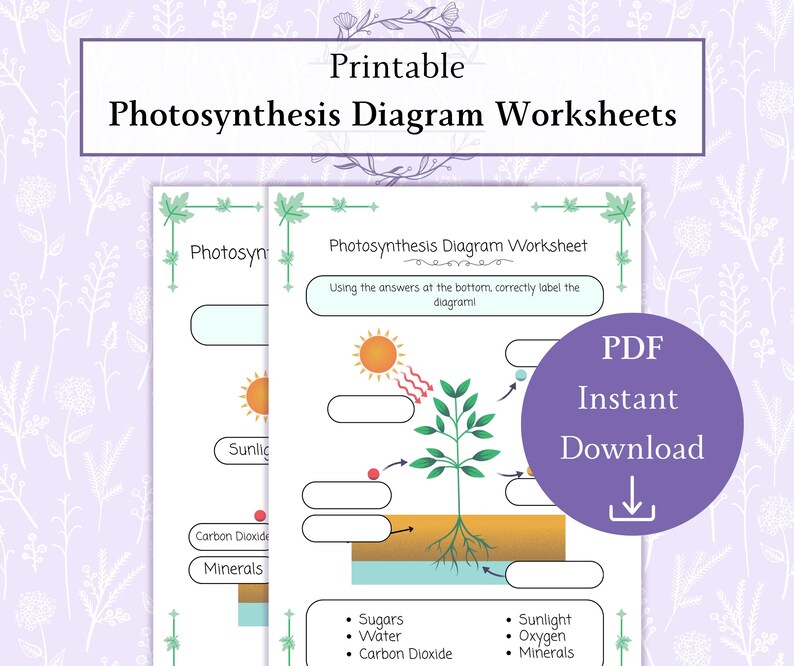 Photosynthesis Diagram for Kids Printable PDF, Simple Photosynthesis ...