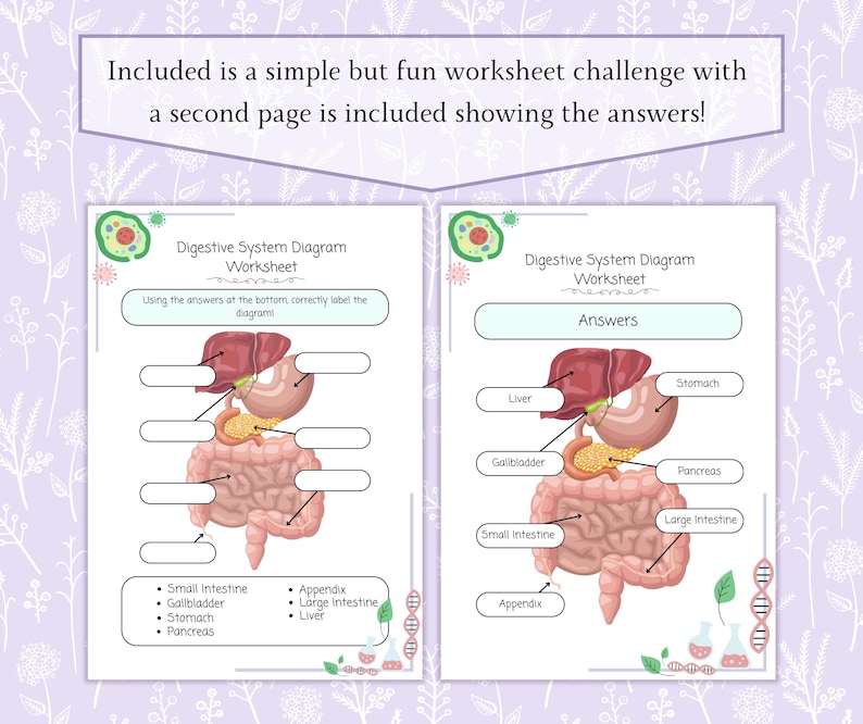 Digestive System Diagram Printable PDF, Human Digestive System Labeling ...