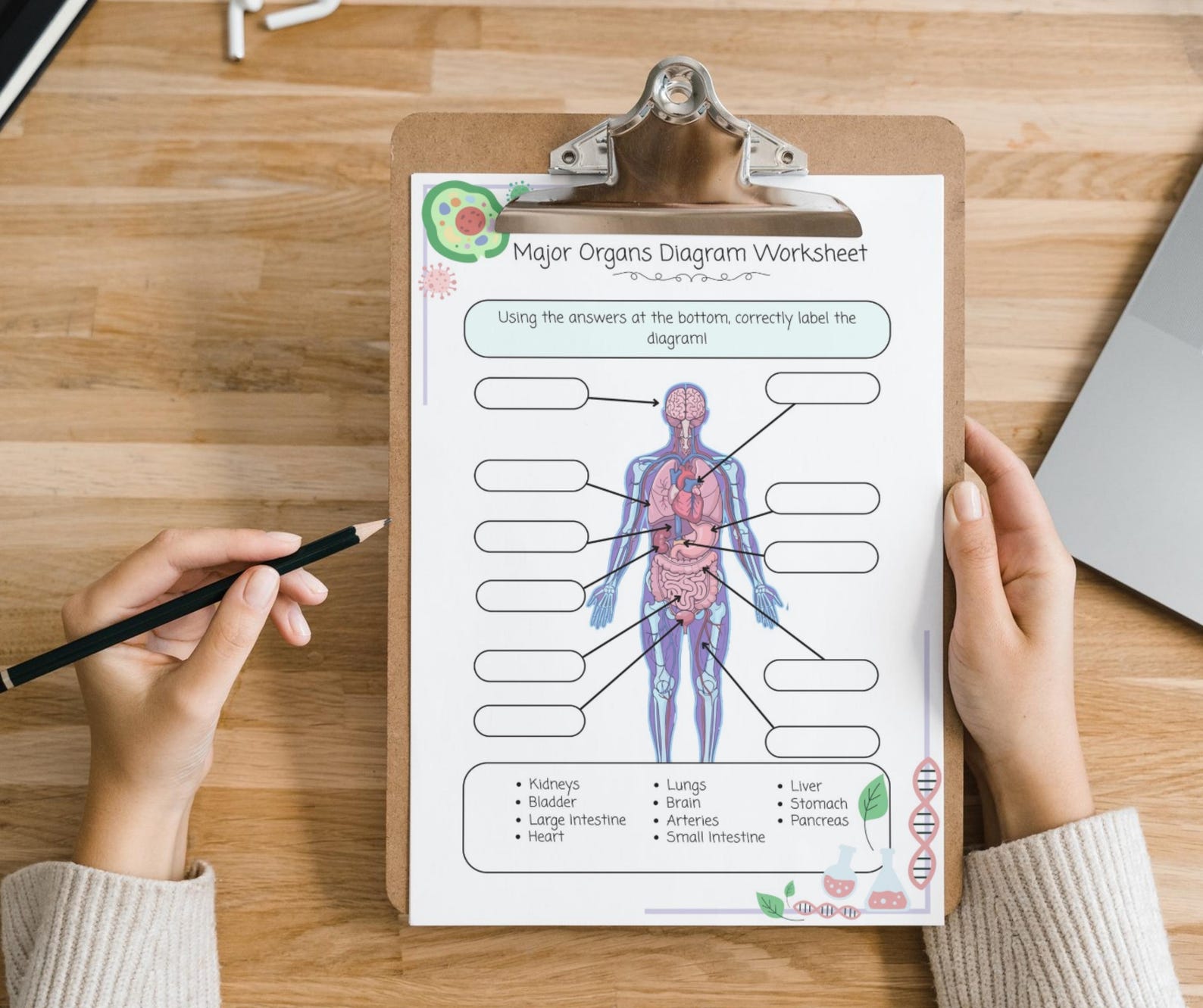Major Organs Diagram Worksheet Printable PDF, Human Body Labeling ...