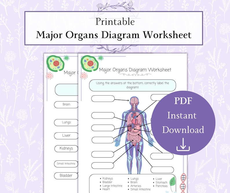 Major Organs Diagram Worksheet Printable PDF, Human Body Labeling ...