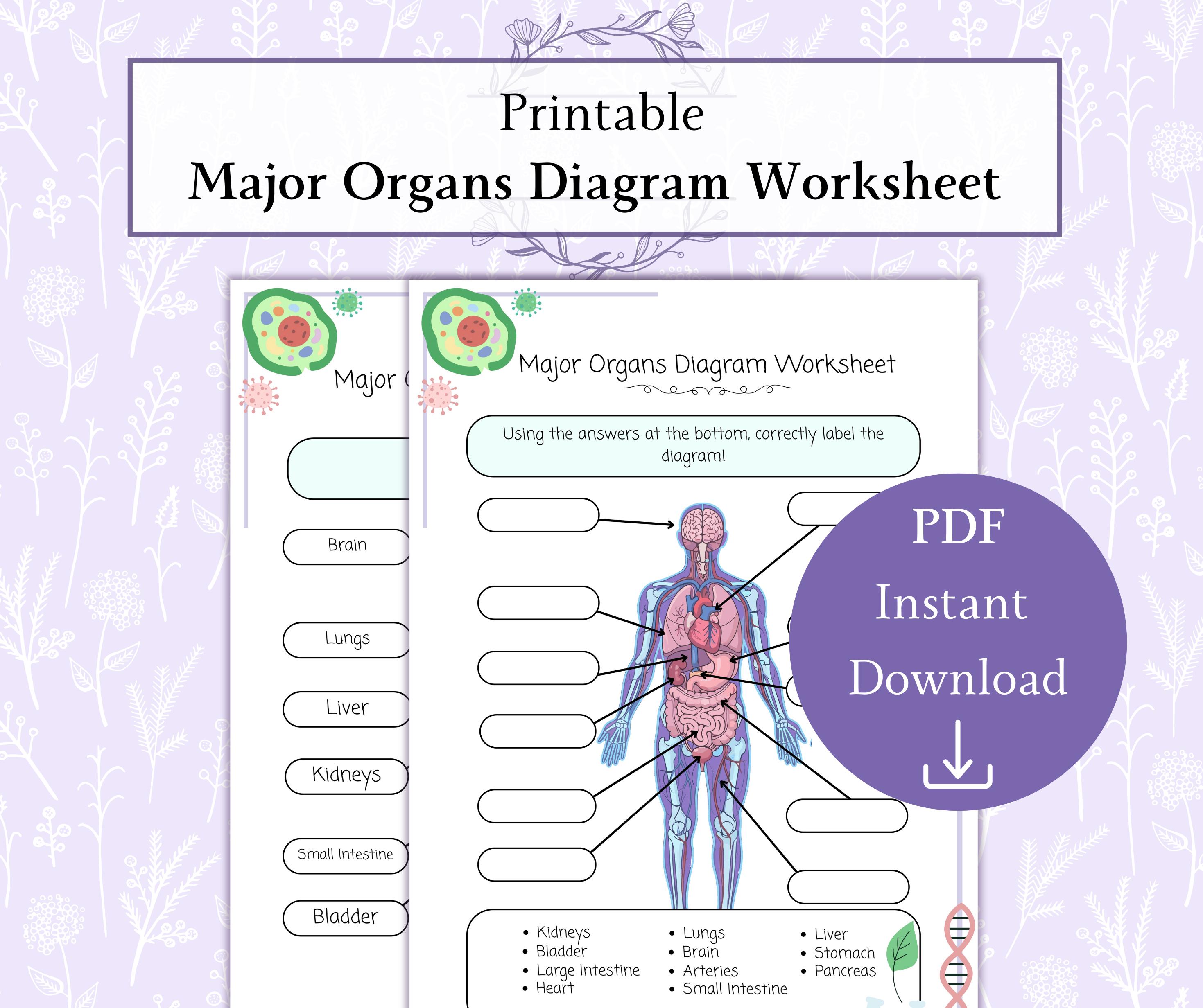 Major Organs Diagram Worksheet Printable PDF, Human Body Labeling ...