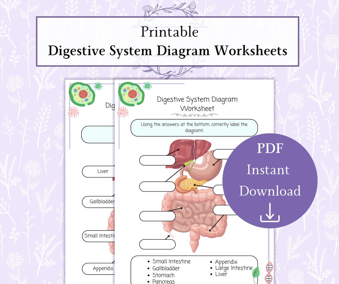 Digestive System Diagram Printable PDF, Human Digestive System Labeling ...