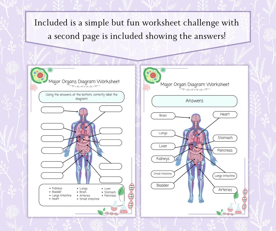 Major Organs Diagram Worksheet Printable PDF, Human Body Labeling ...