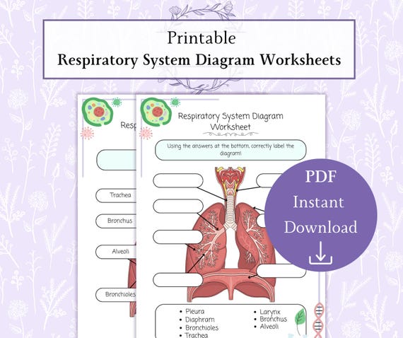 Respiratory System Labeling Worksheet