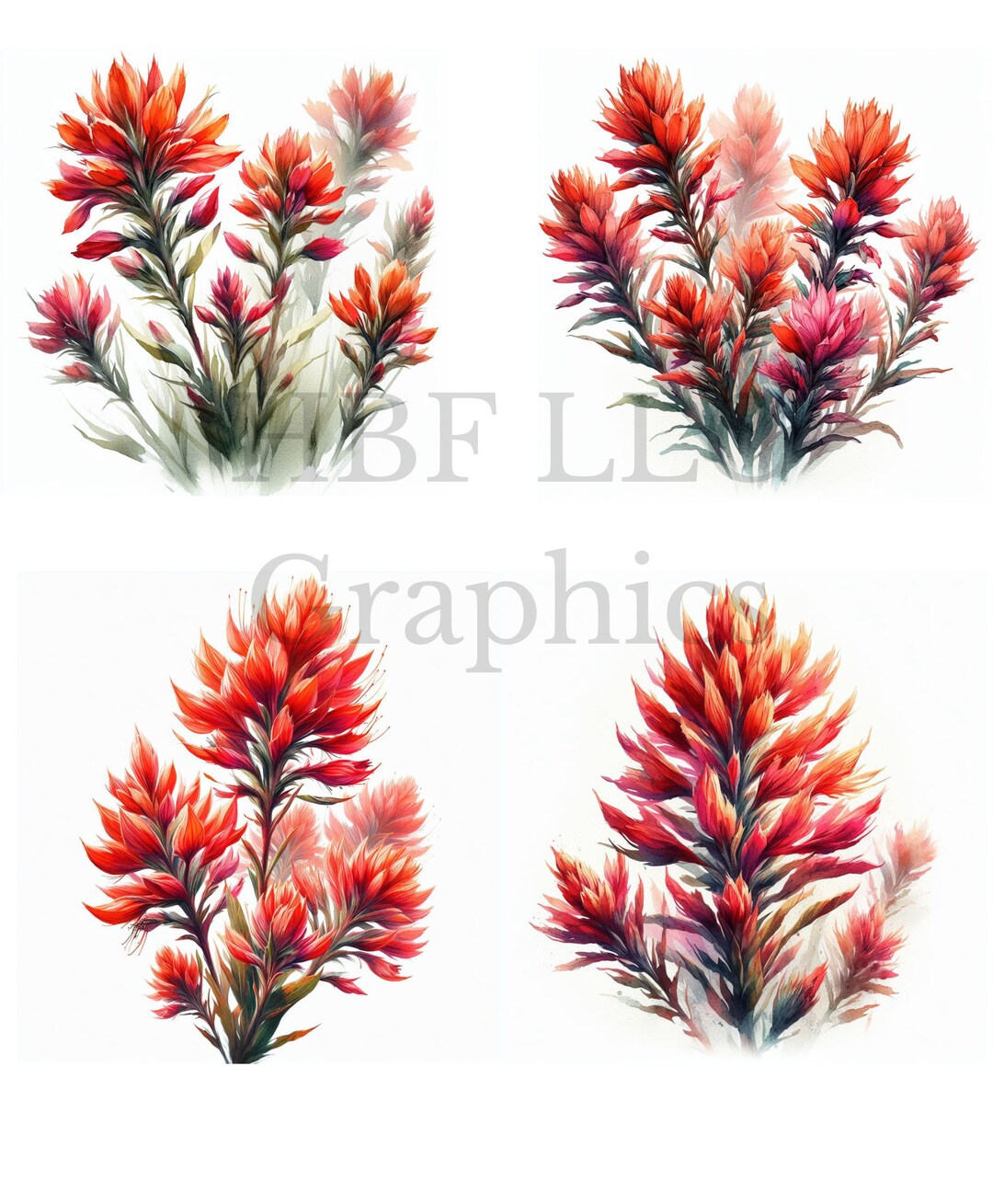 Wyoming State Flower Indian Paintbrush Watercolor Flowers PNG Graphic ...
