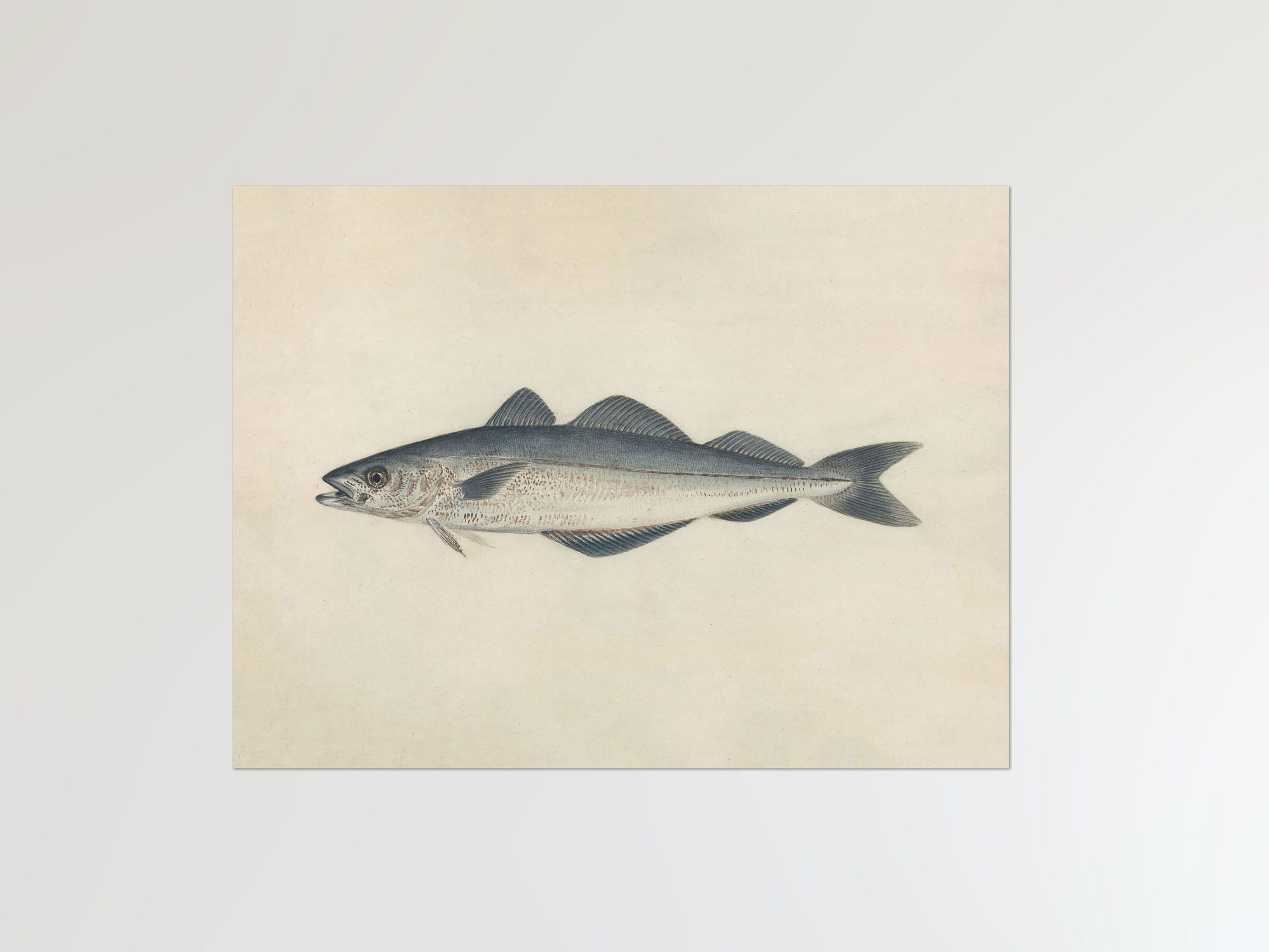 Vintage Fish Print, Fish Sketch, Drawing Printable, Artwork for Walls ...