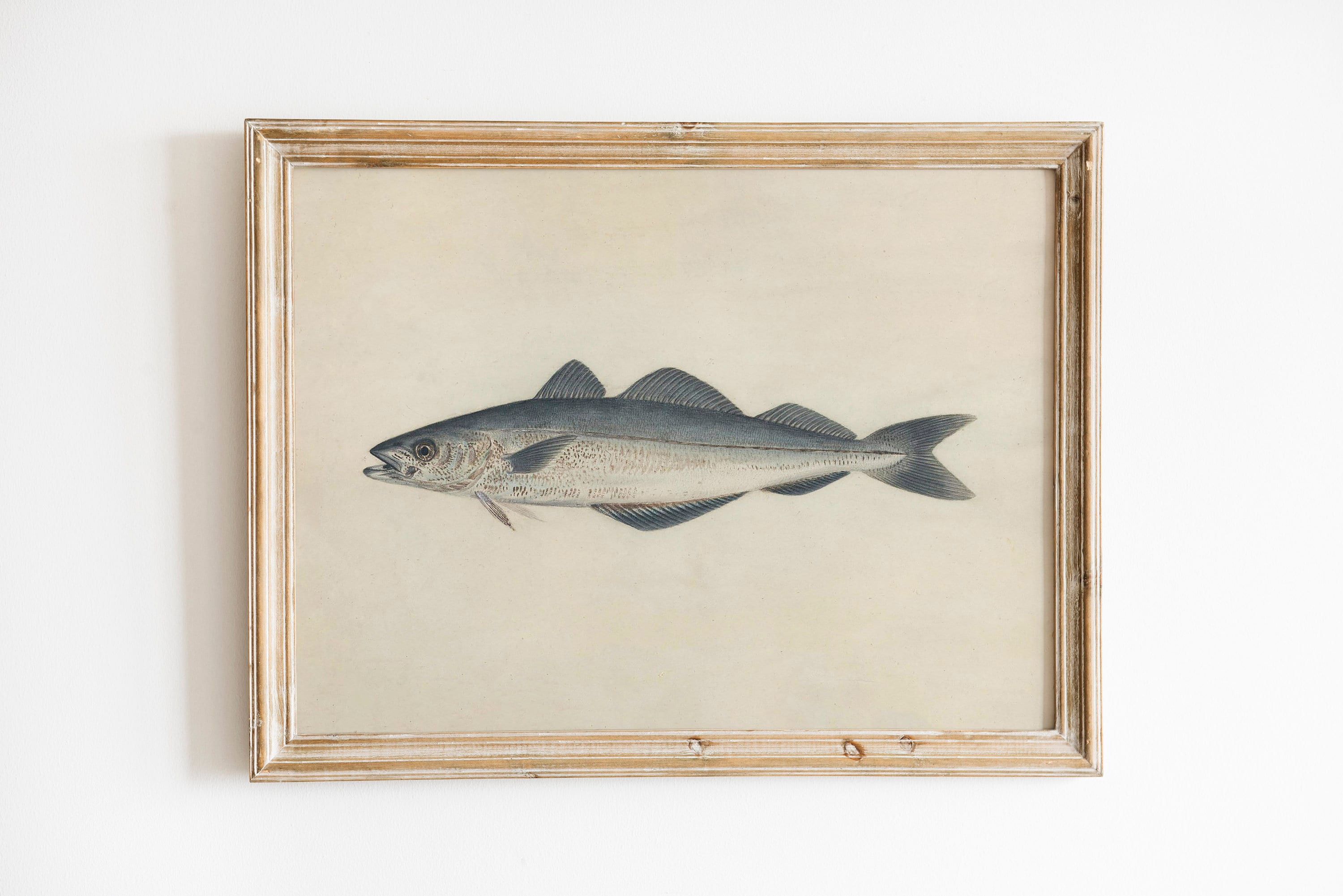 Vintage Fish Print, Fish Sketch, Drawing Printable, Artwork for Walls ...