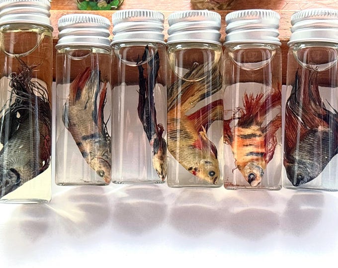Betta Fish Wet Specimen • Betta Fish • Real Betta • Fish Wet Specimens ...