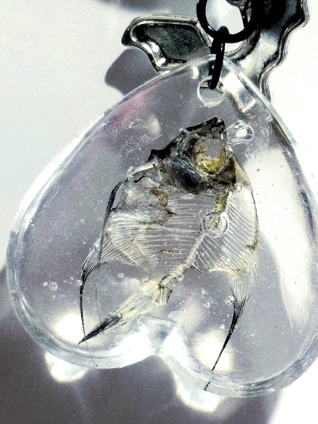 Angelfish Skeleton Necklace • Angelfish Necklace • Taxidermy Necklace ...