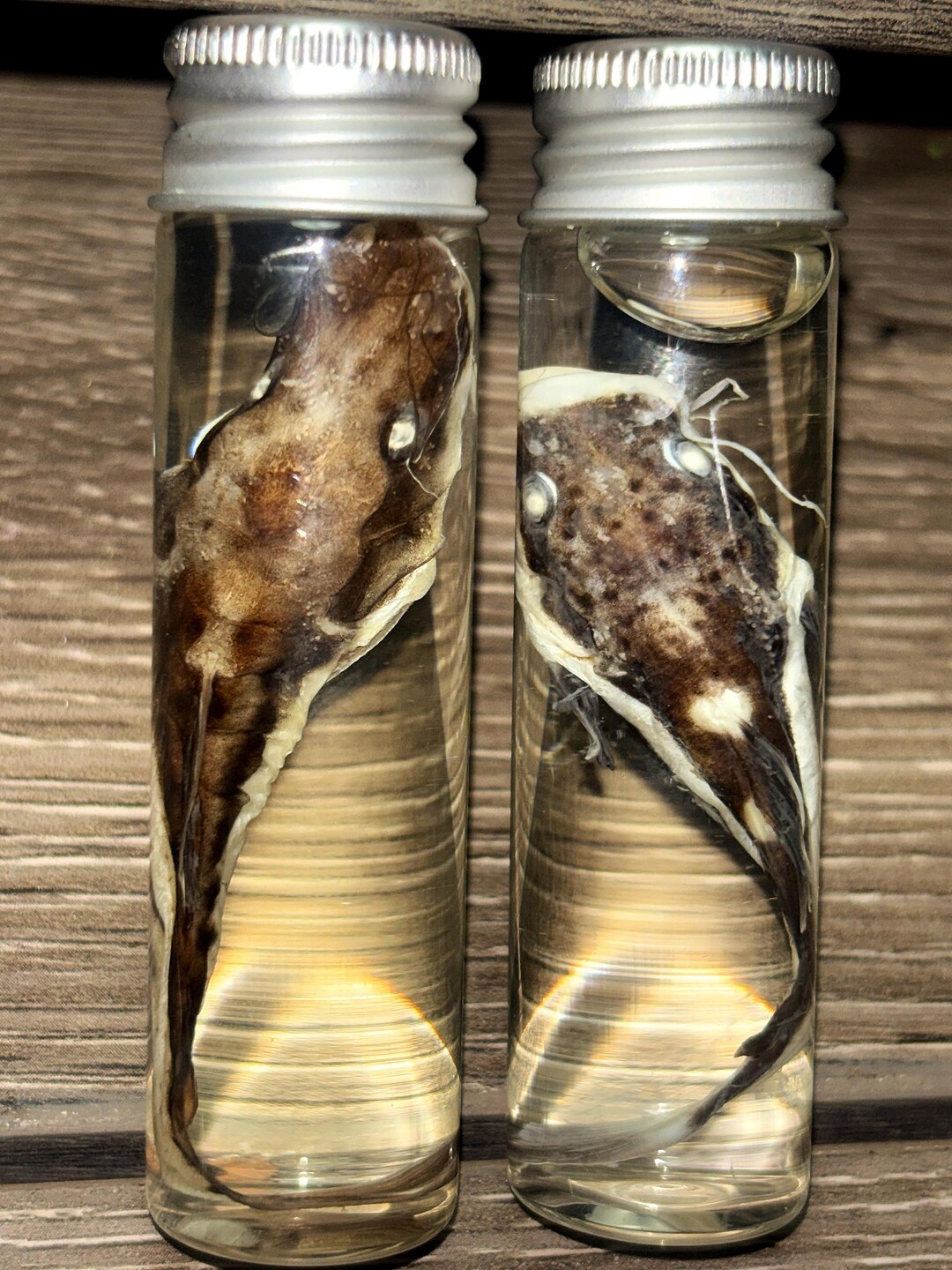 Catfish Wet Specimen: Oddities & Curiosities - Etsy