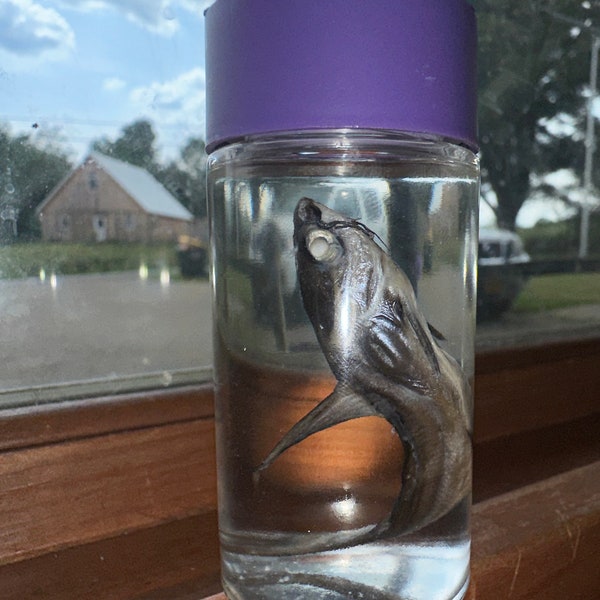 Wet Specimen - Etsy