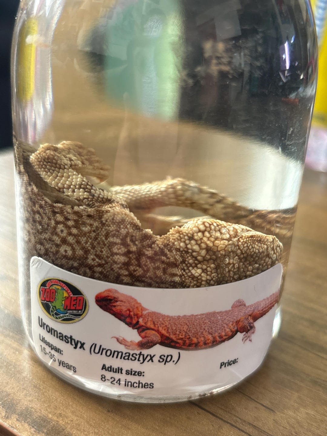 Uromastyx Wet Specimen • Lizard Wet Specimen • Uromastyx • Wet Specimen ...