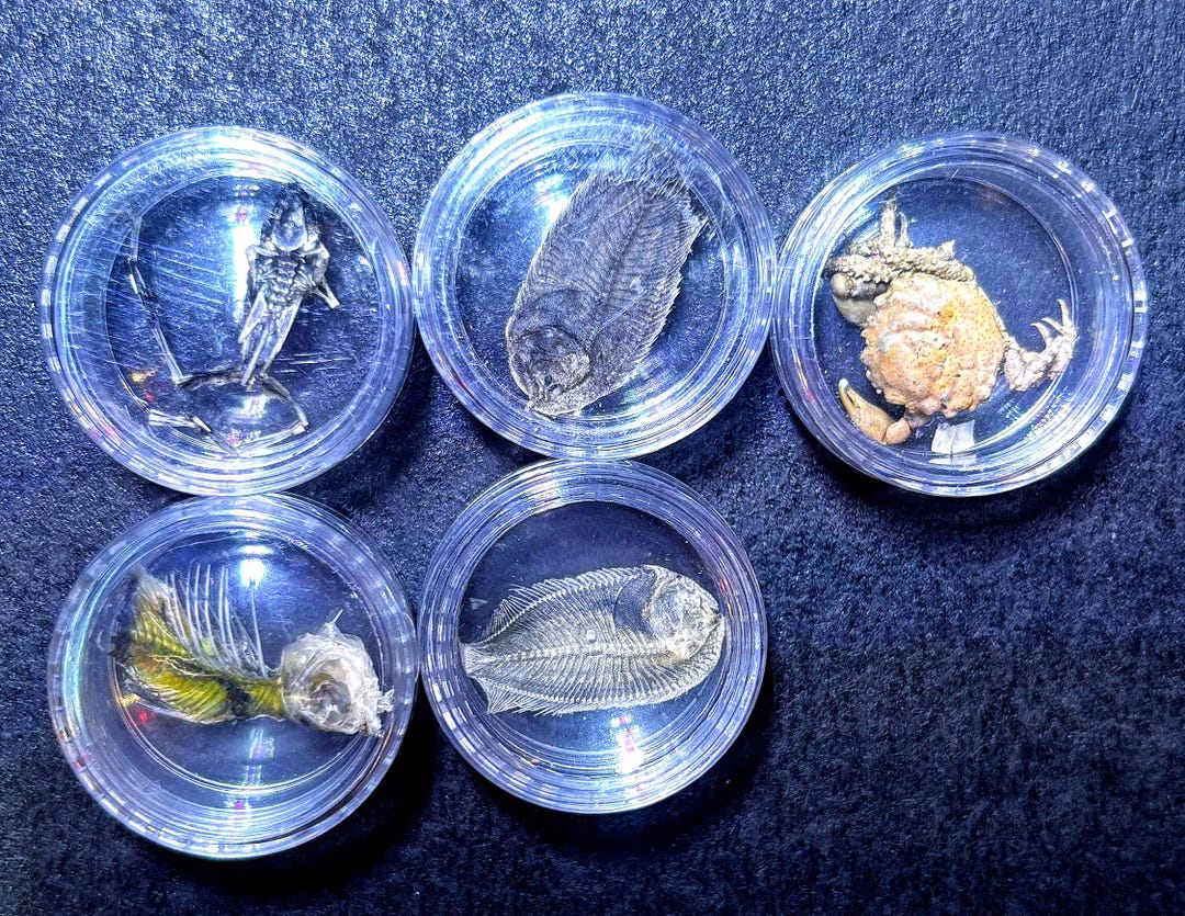 Tiny Skeletons Micro Specimens Real Fish Fish Taxidermy Mini Specimens ...