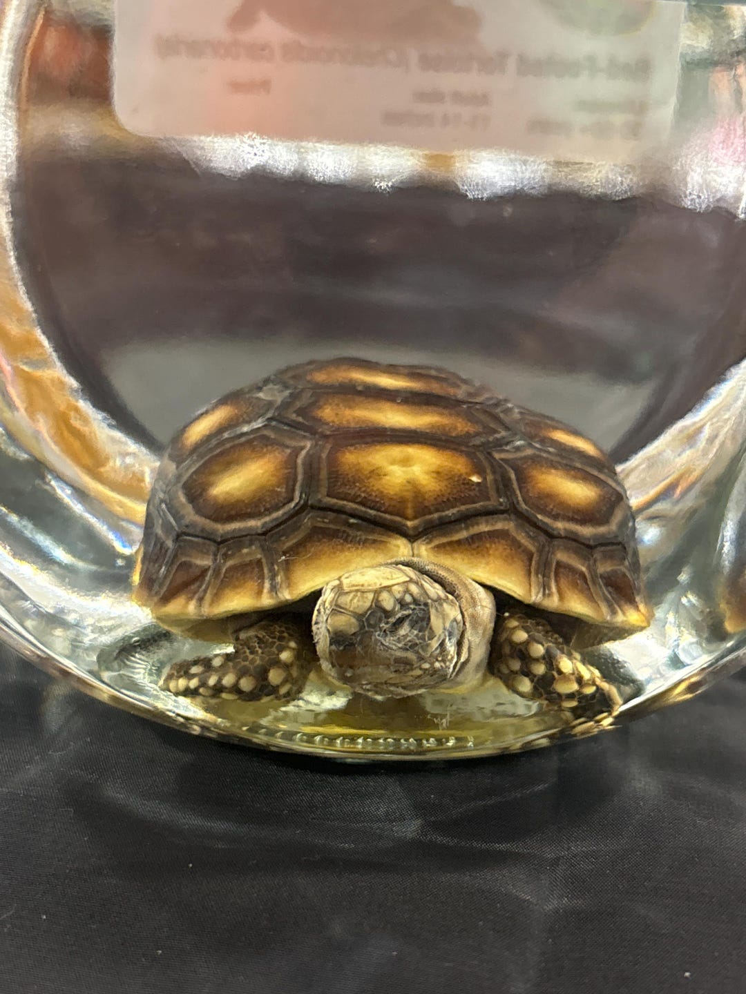 Red Foot Tortoise Wet Specimen Tortoise Wet Specimen Oddities ...