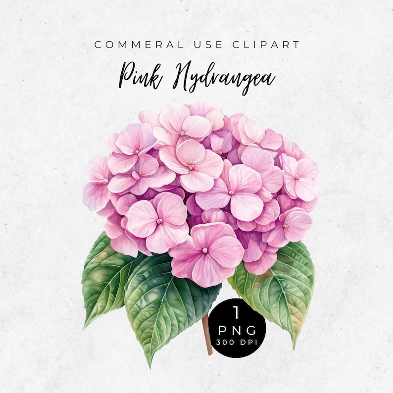 Pink Hydrangea Clipart, Watercolor Floral PNG, Digital Download for ...