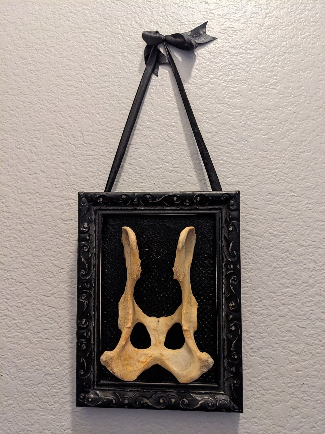 Animal Pelvis Mounted in Black Frame - Etsy