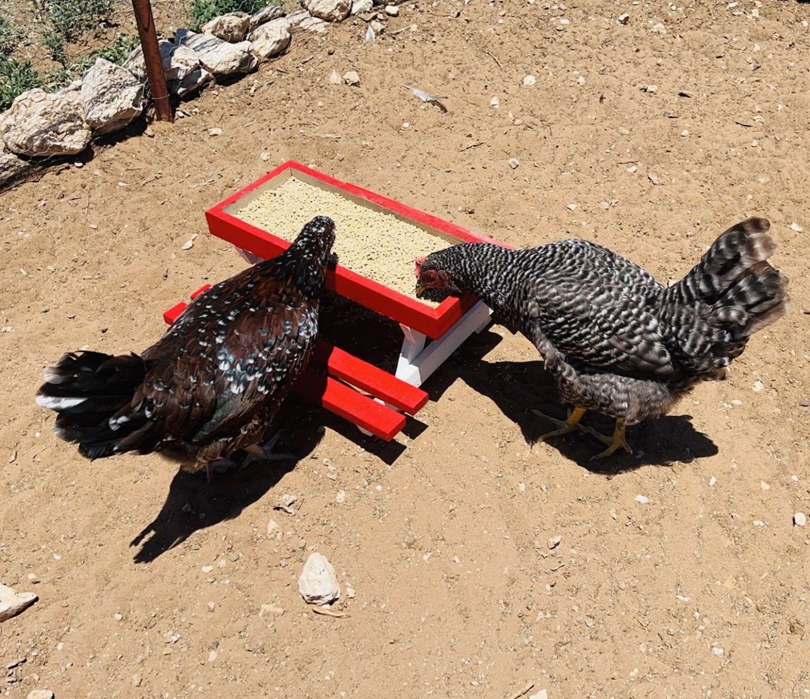Picnic Table Chicken Feeder - Etsy