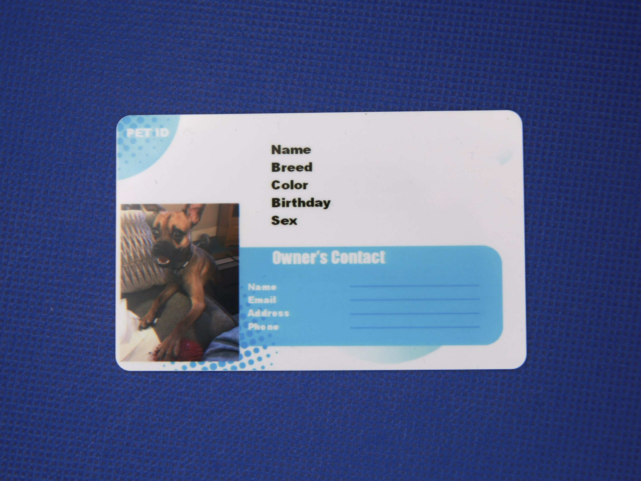 Custom Pet ID Card Personalized Pet Identification Tag for Dogs and ...