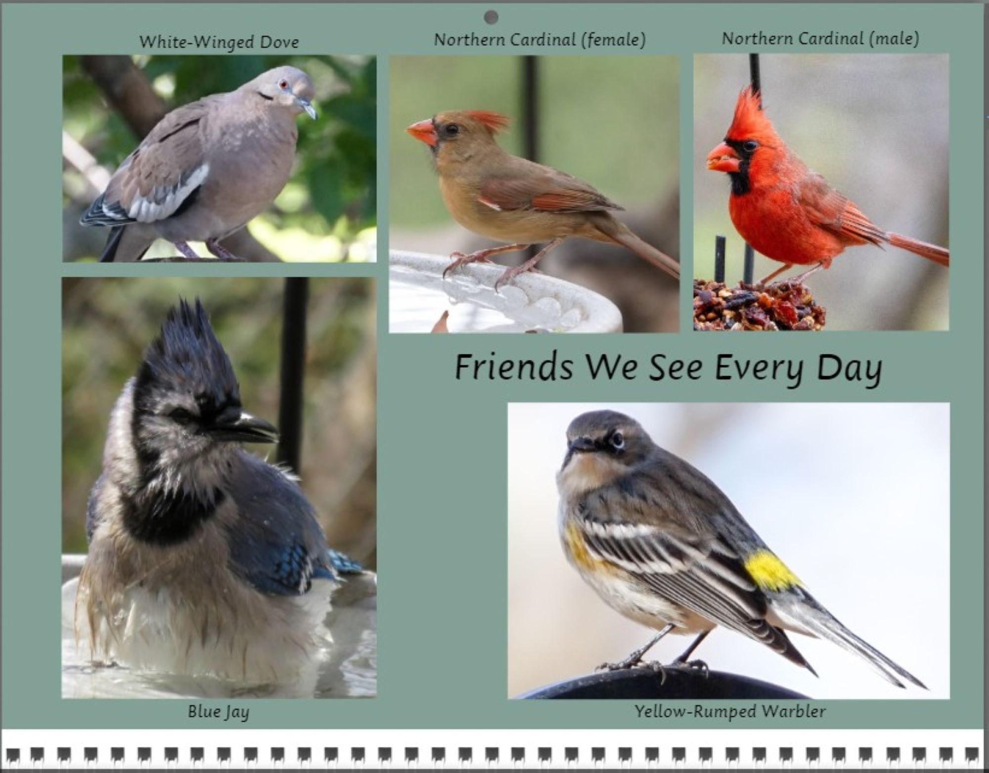Mediocre Photos of Goofy Birds 2024 Calendar - Etsy