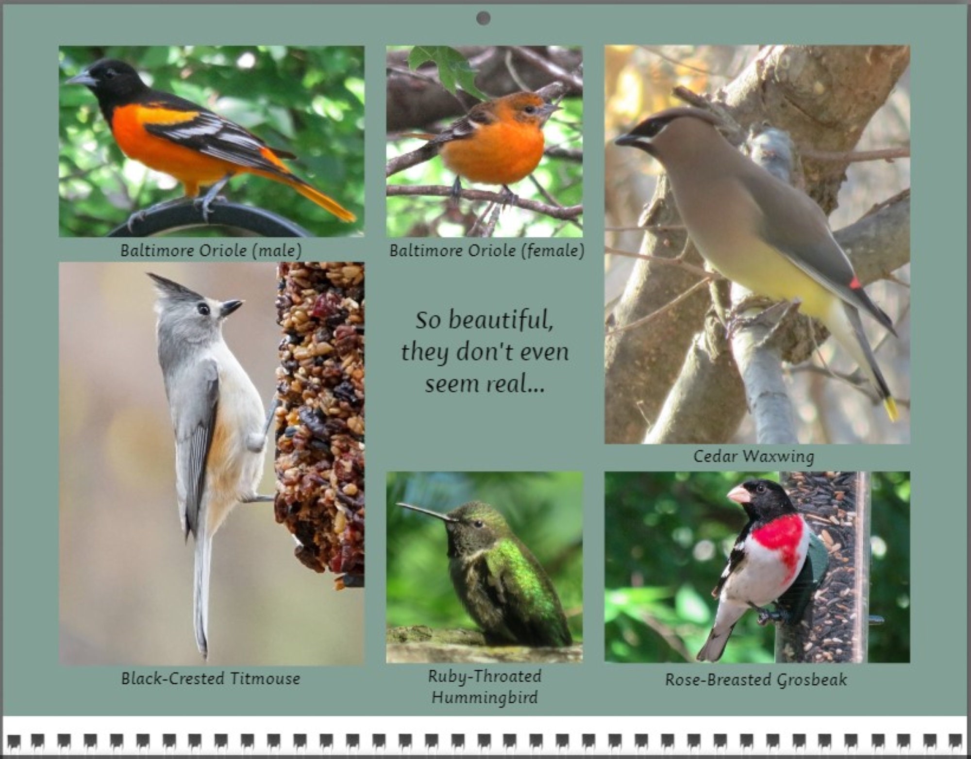 Mediocre Photos of Goofy Birds 2024 Calendar - Etsy