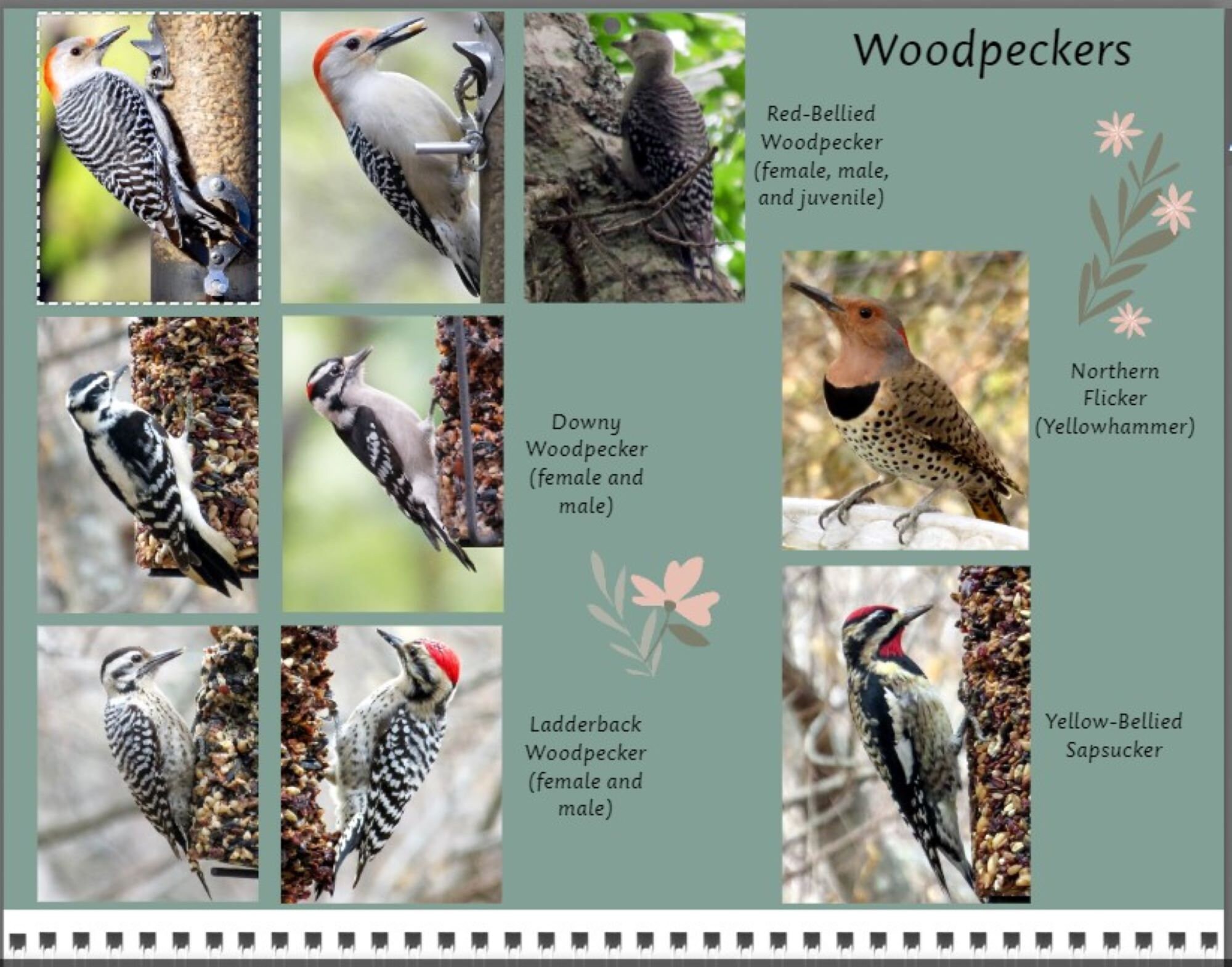 Mediocre Photos of Goofy Birds 2024 Calendar - Etsy