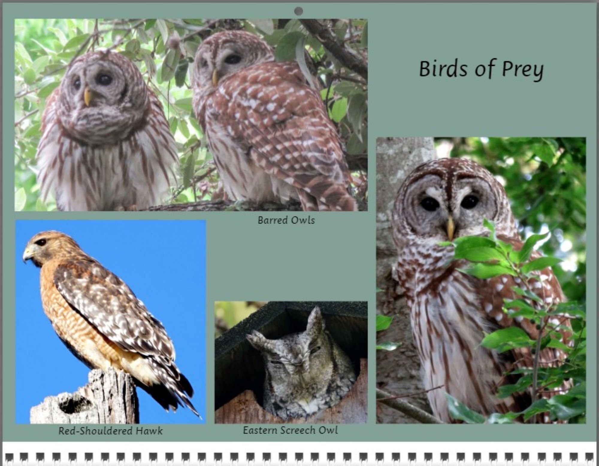 Mediocre Photos of Goofy Birds 2024 Calendar - Etsy