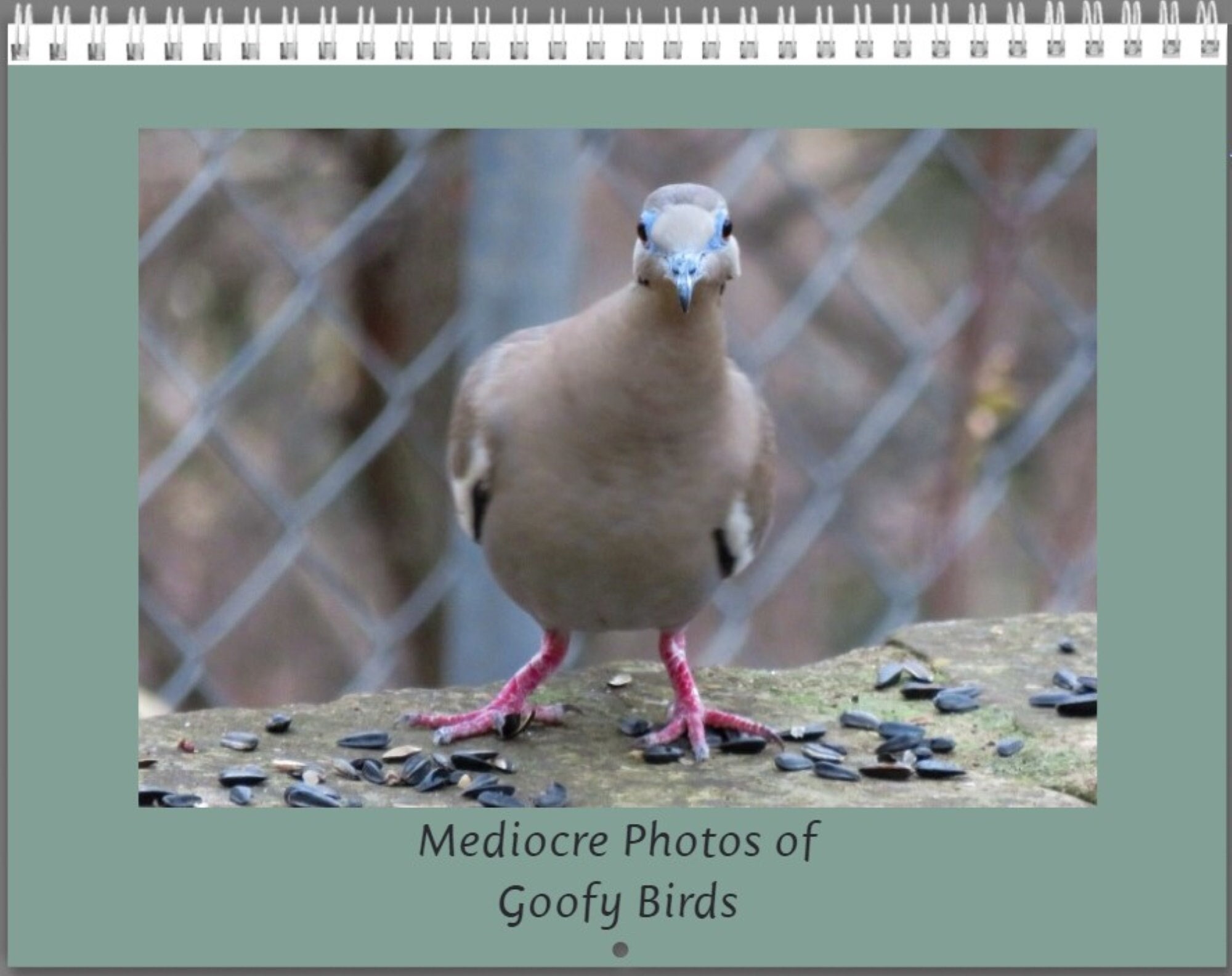 Mediocre Photos of Goofy Birds 2024 Calendar - Etsy